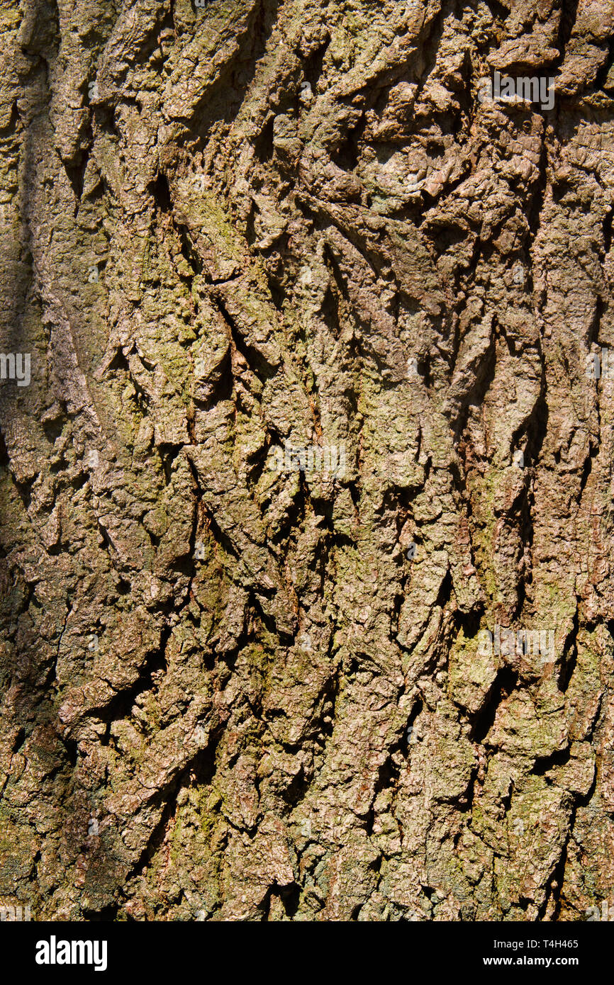 English oak bark hi-res stock photography and images - Alamy