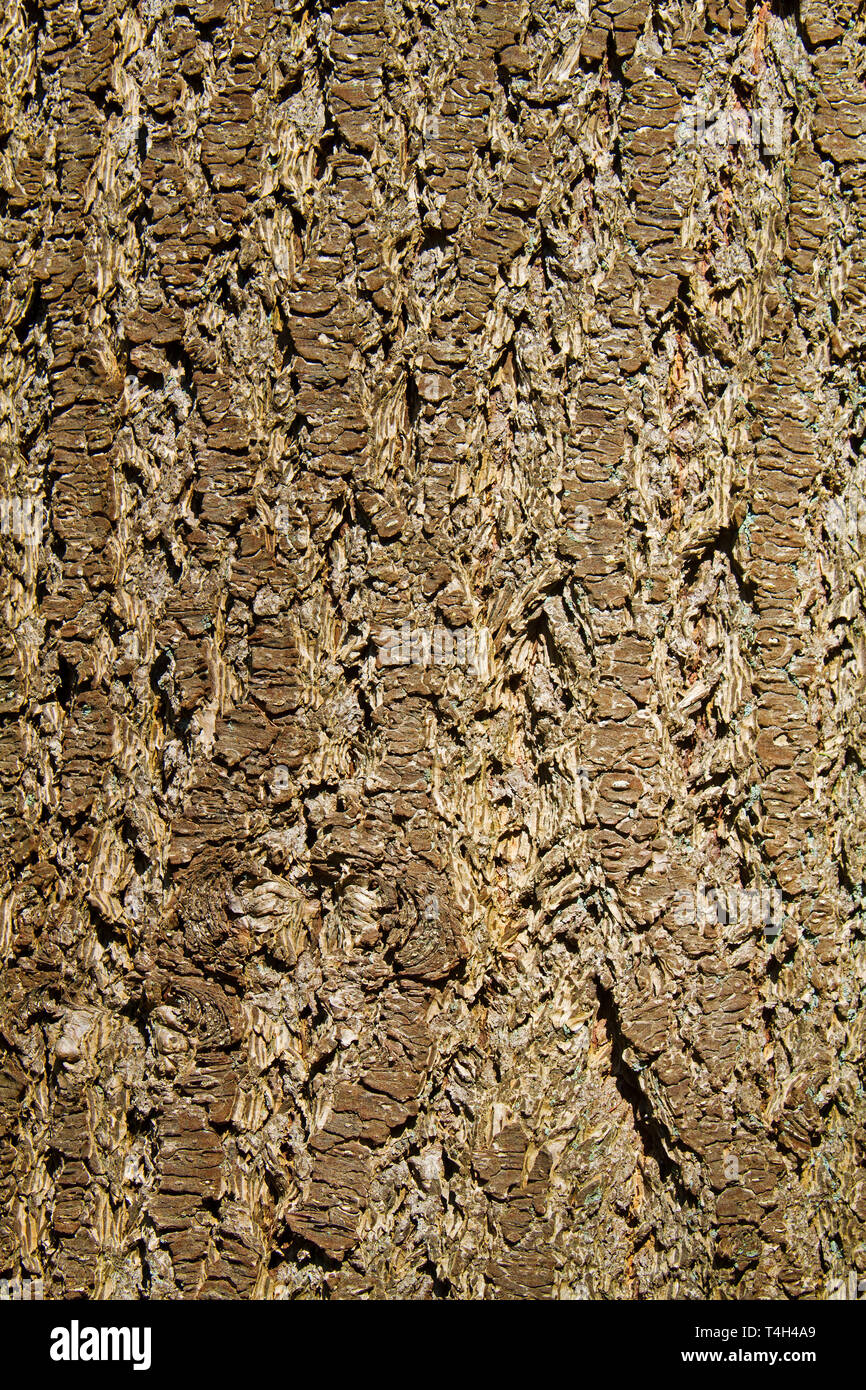 Norway spruce tree bark picea hi-res stock photography and images - Alamy