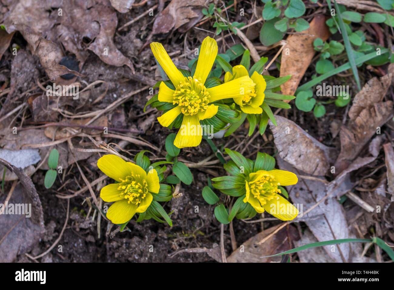Yellow flowers of winter Aconite in a park in spring, Germany Stock ...