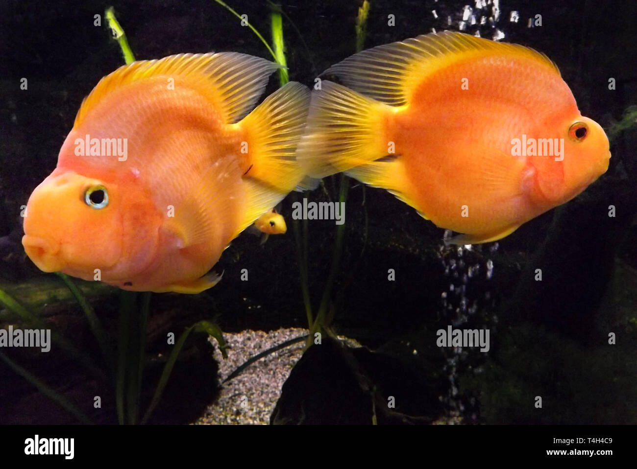 Red Parrot Fish Female