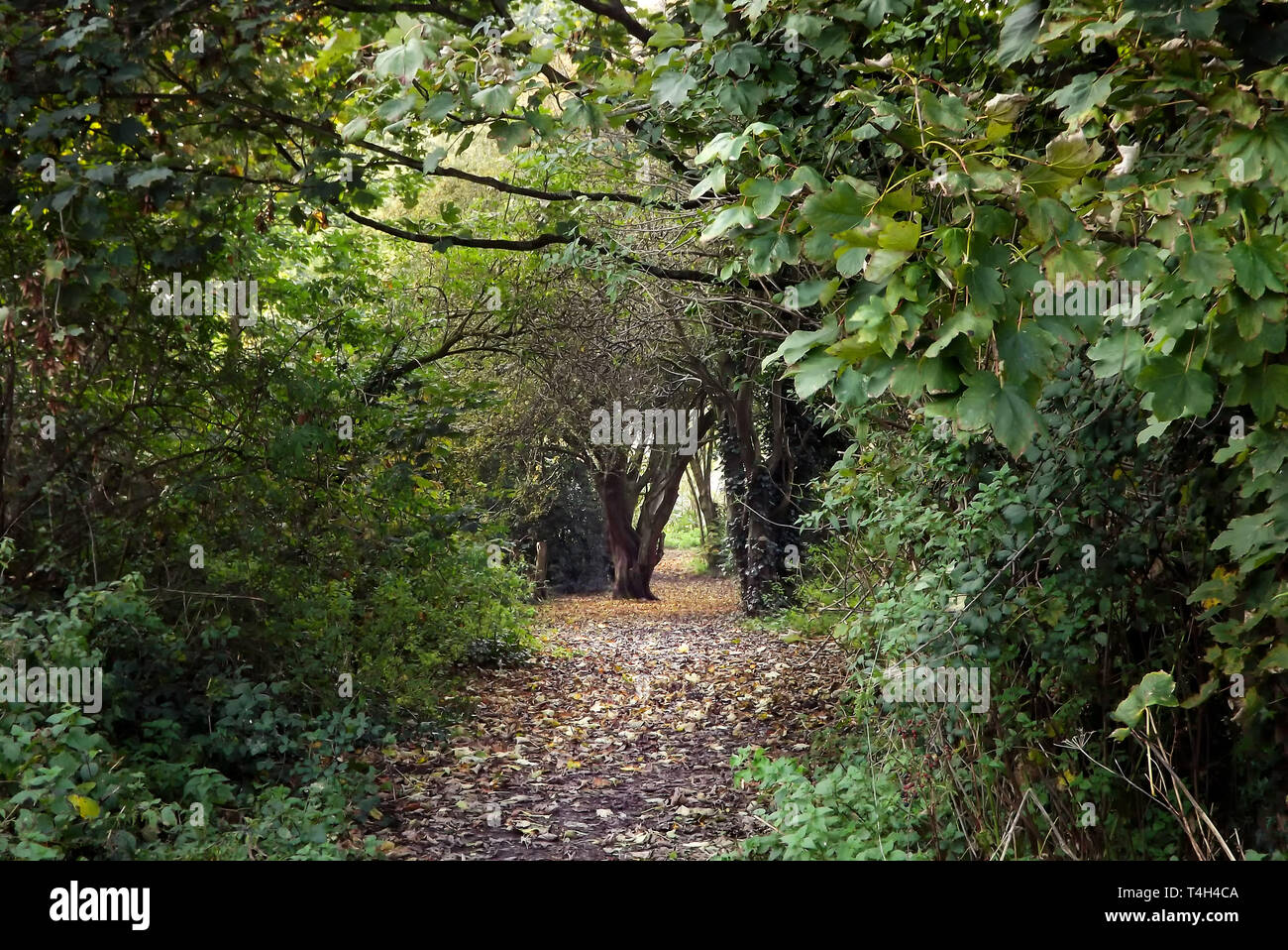 Pathway leading through some trees in a woodland Stock Photo - Alamy