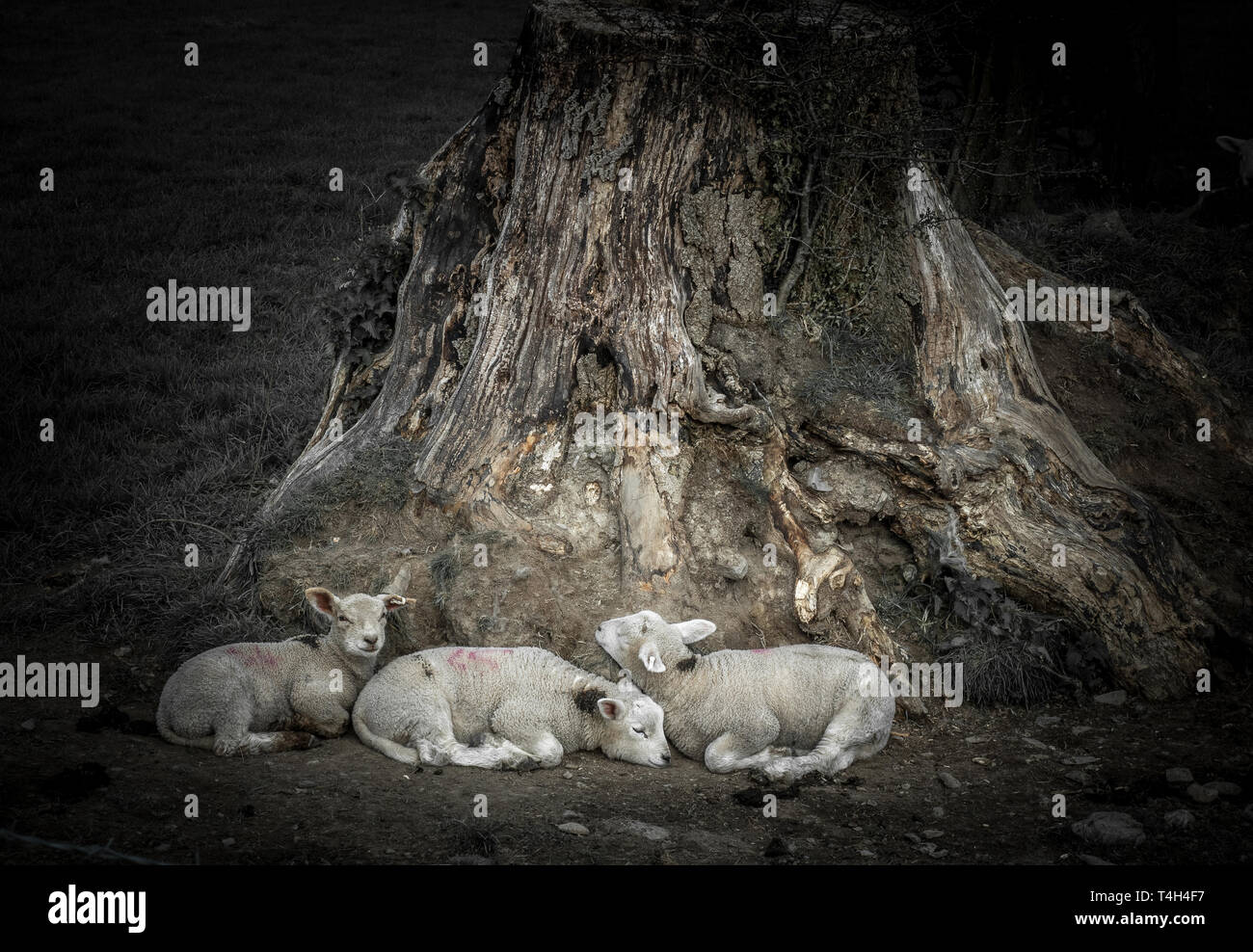 Lambs resting against tree stump, Wales Stock Photo - Alamy