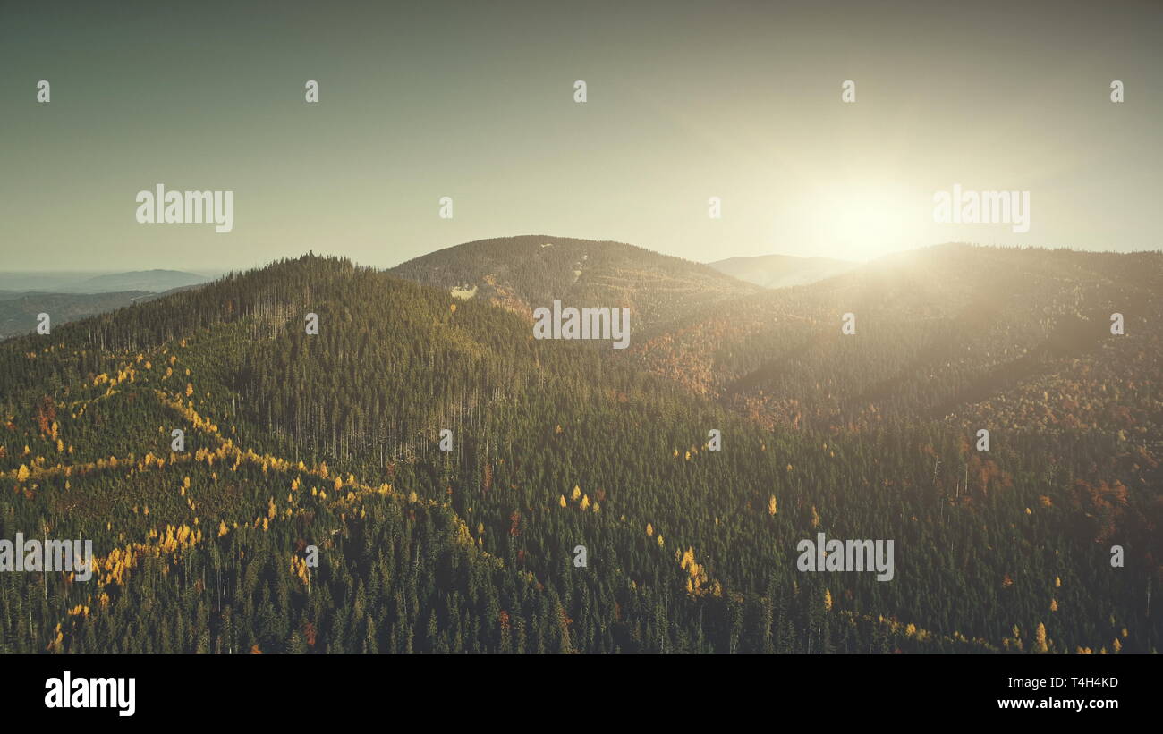 Highland Coniferous Wood Sun Beam Aerial View. Dense Evergreen Fir Tree ...