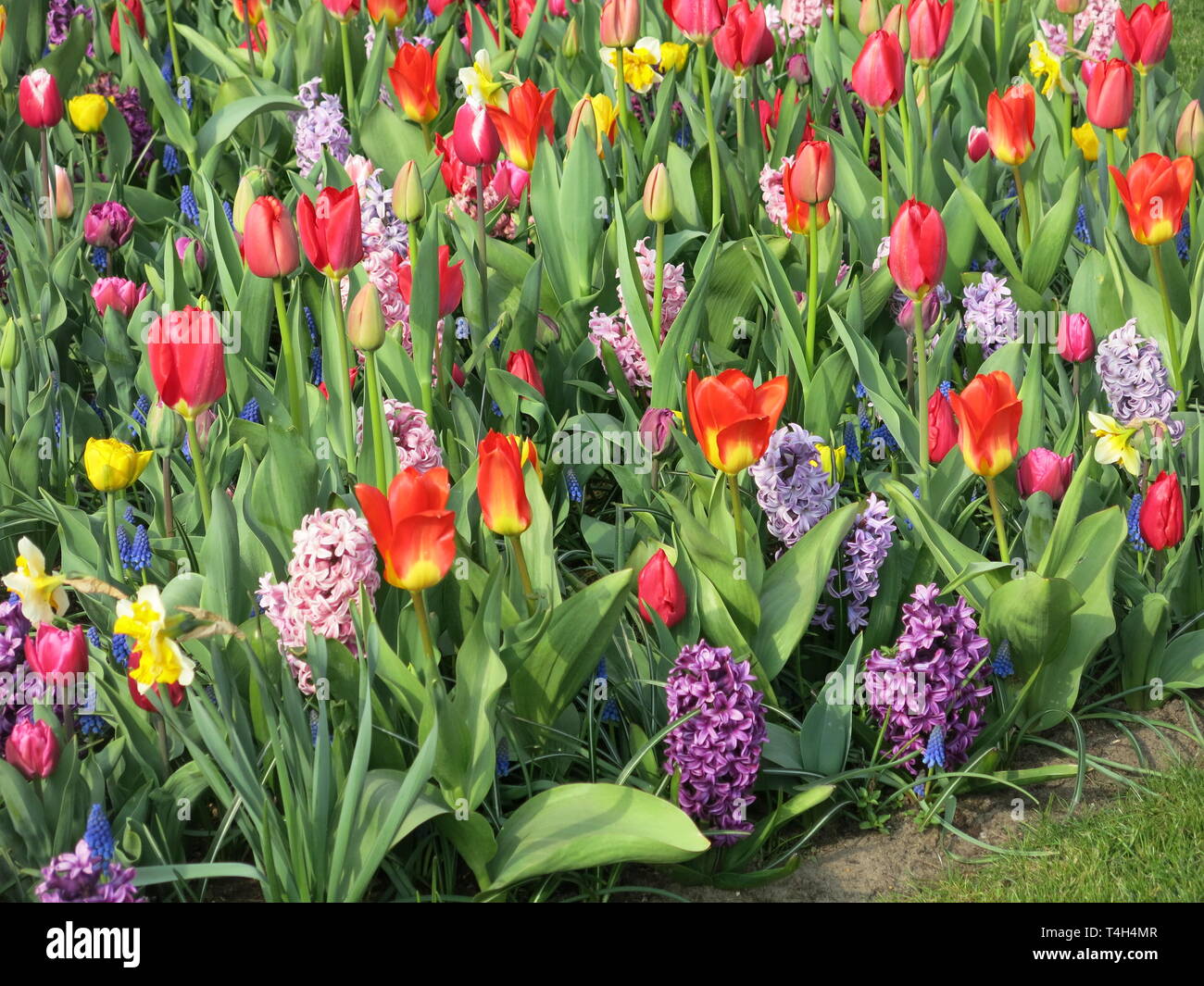 Floral carpet of mixed Spring planting: tulips, hyacinths, daffodils ...