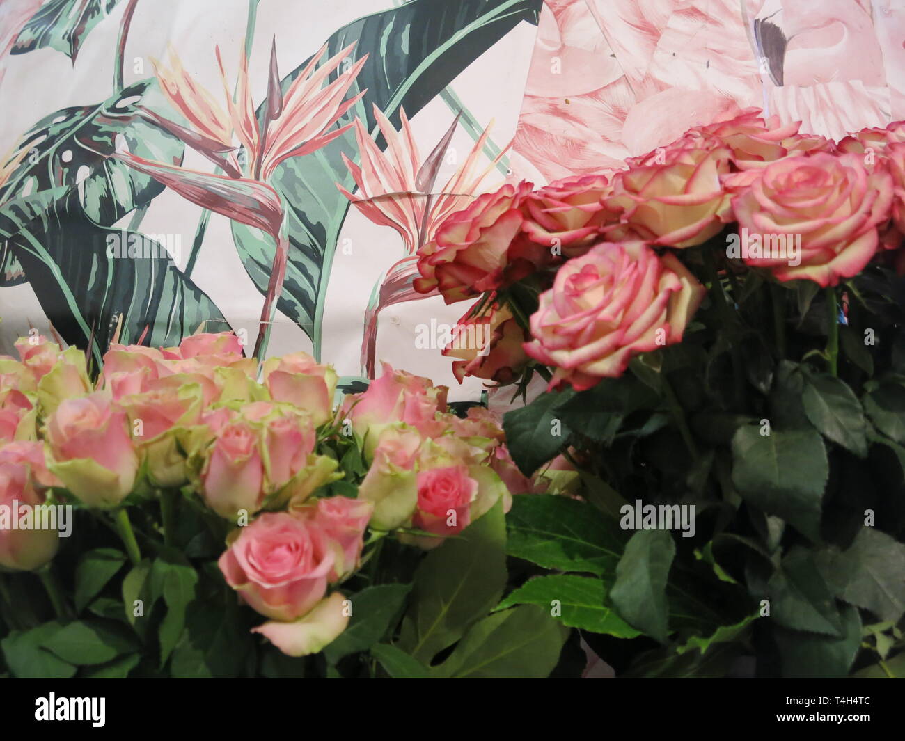 Bunches of romantic pink roses in front of foliage background; display ...
