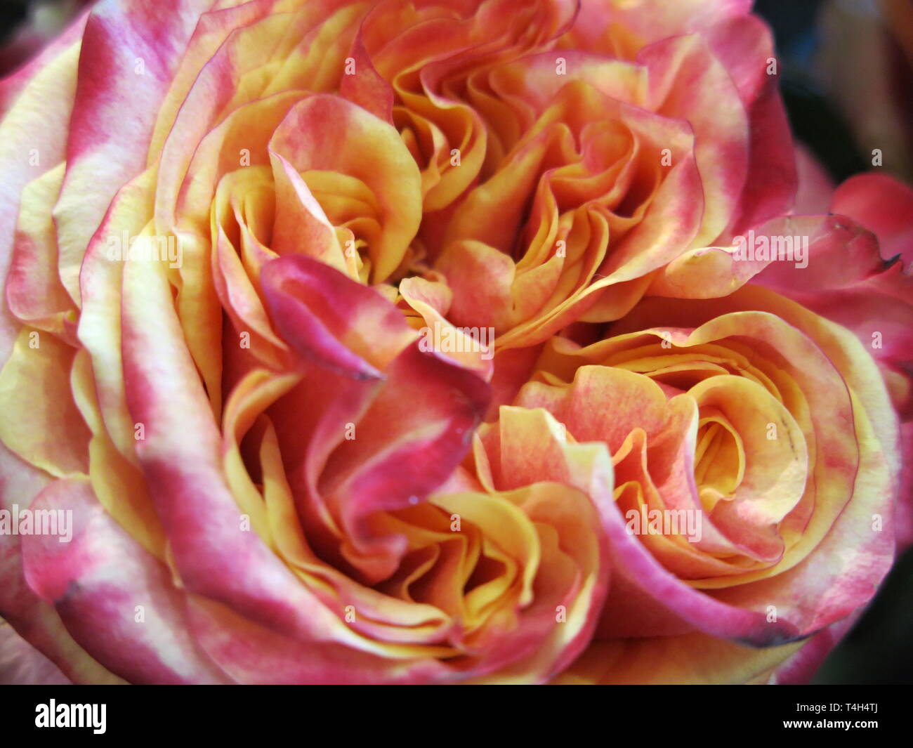 Close-up of the large, blowsy flower of 'Rosa Hurricane' which is pale ...