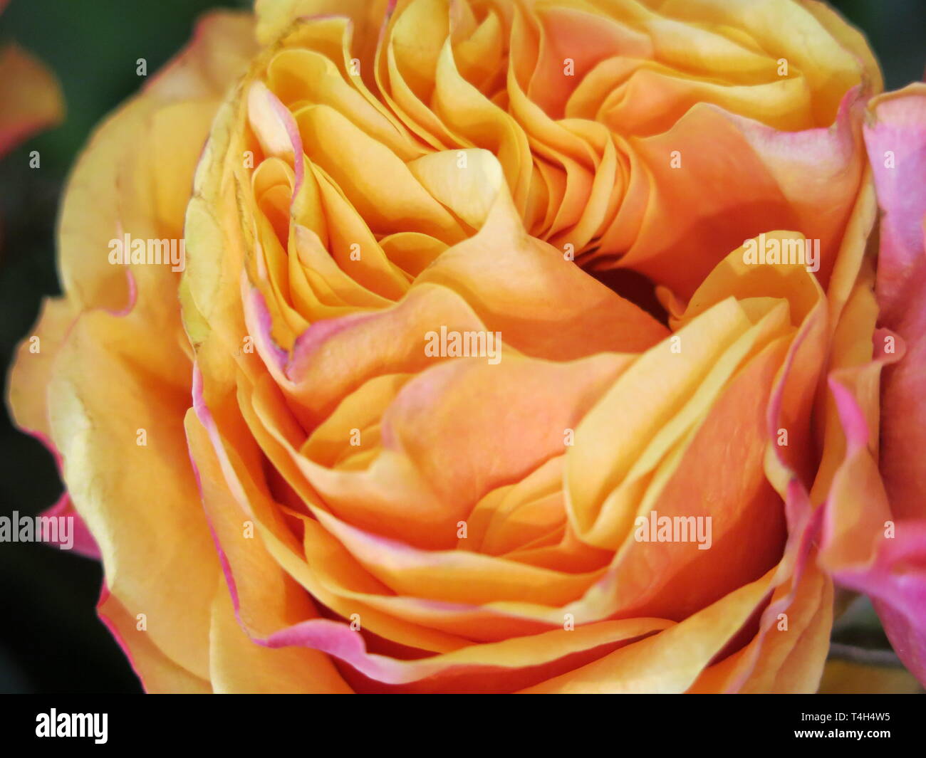 Close-up of 'Rosa Heliana Orange' which has a big, blowsy, pale yellow ...