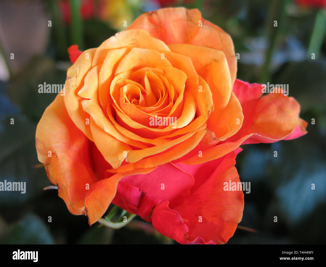 Rosa espana hi-res stock photography and images - Alamy