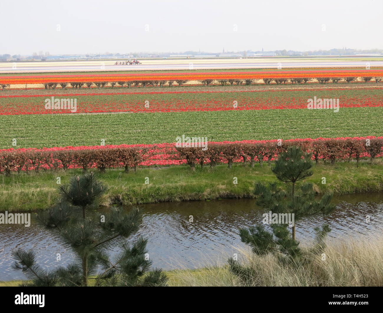The Dutch bulb fields create a landscape of horizontal coloured stripes ...