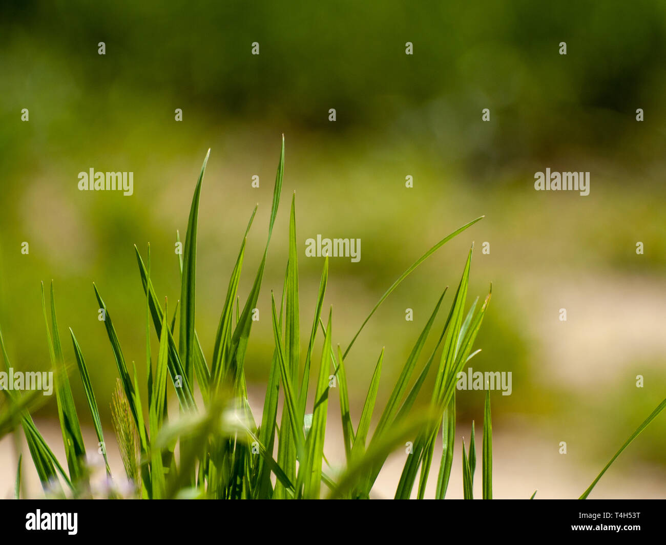Grassland green vegetation hi-res stock photography and images - Alamy