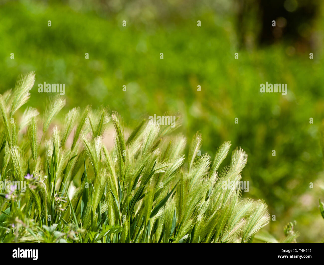 Spiky grass hi-res stock photography and images - Alamy
