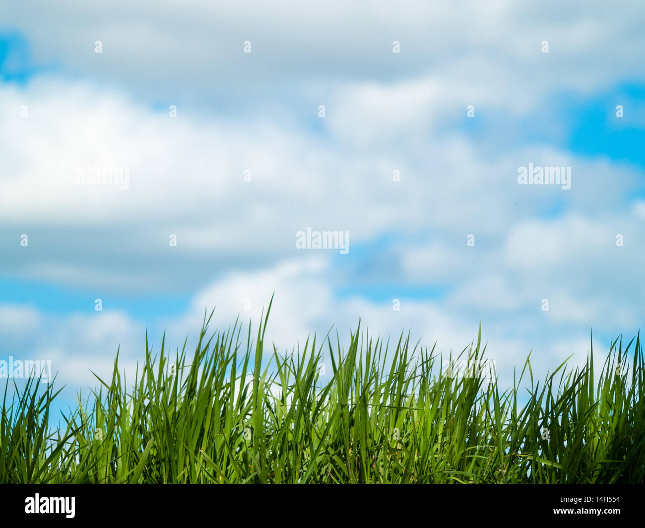 Green grass in spring with sky and clouds background Stock Photo - Alamy