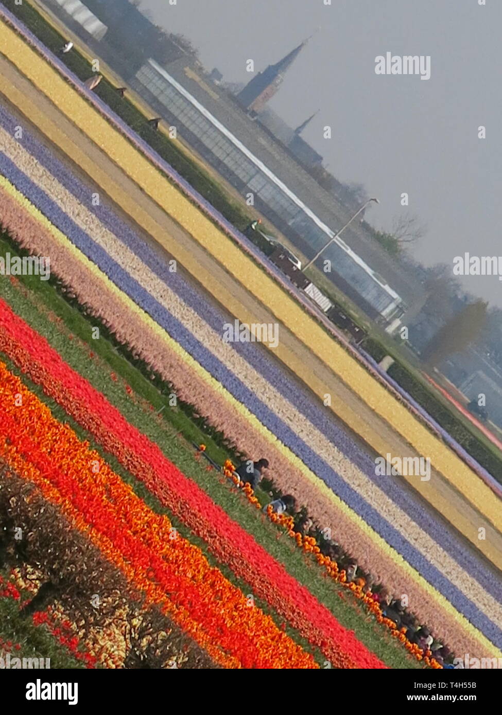 Photo taken on the diagonal of the Dutch bulb fields creating a ...