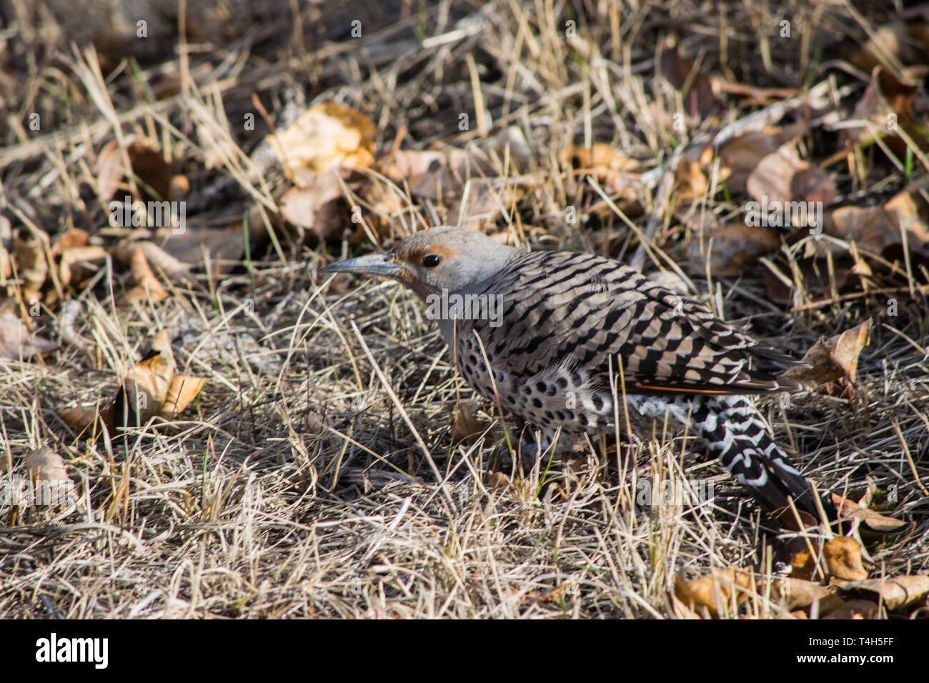 Female Northern Flicker Stock Photo - Alamy