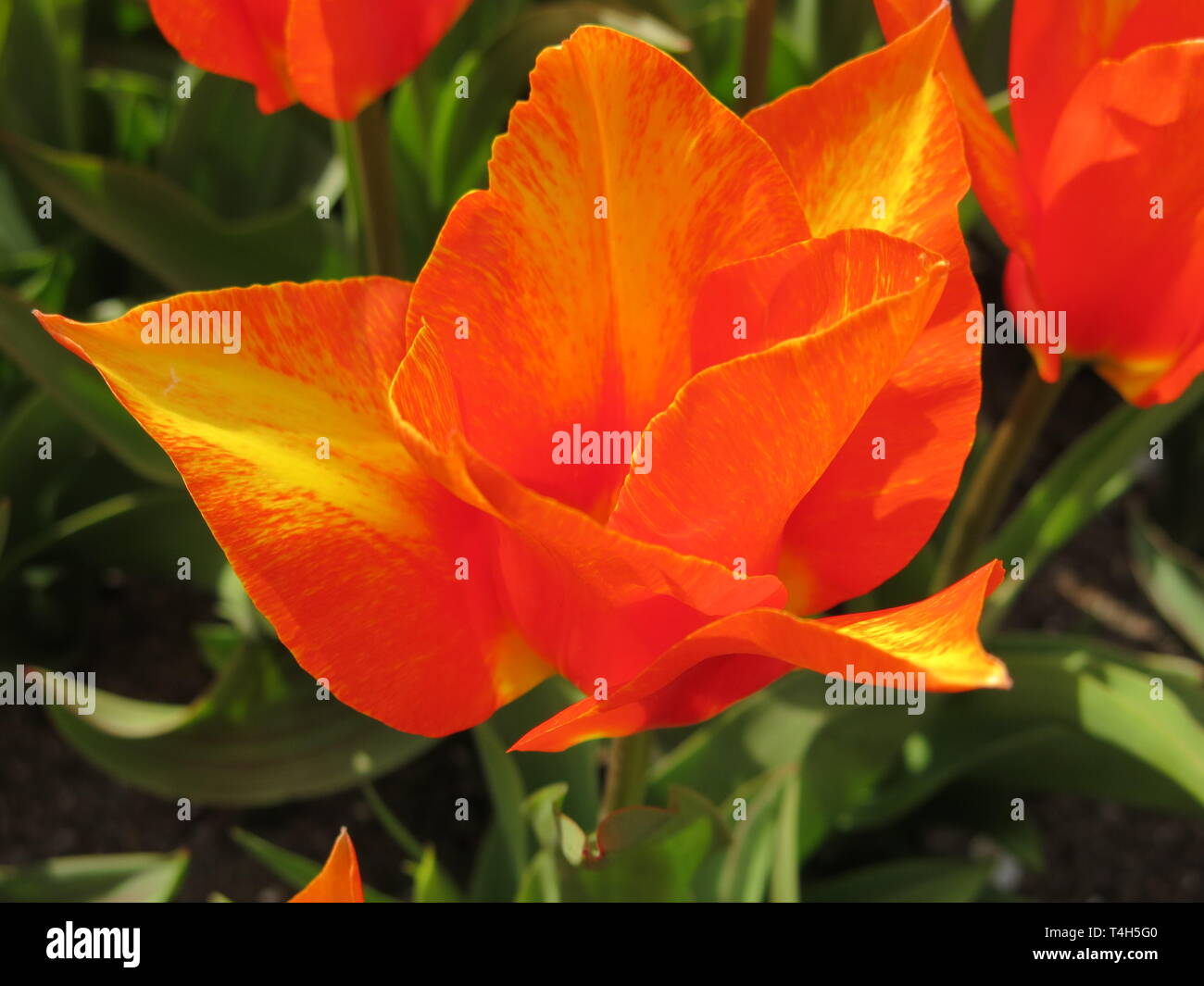 Close-up of the vibrant orange flower of tulipa "Willemijn"; on show at ...
