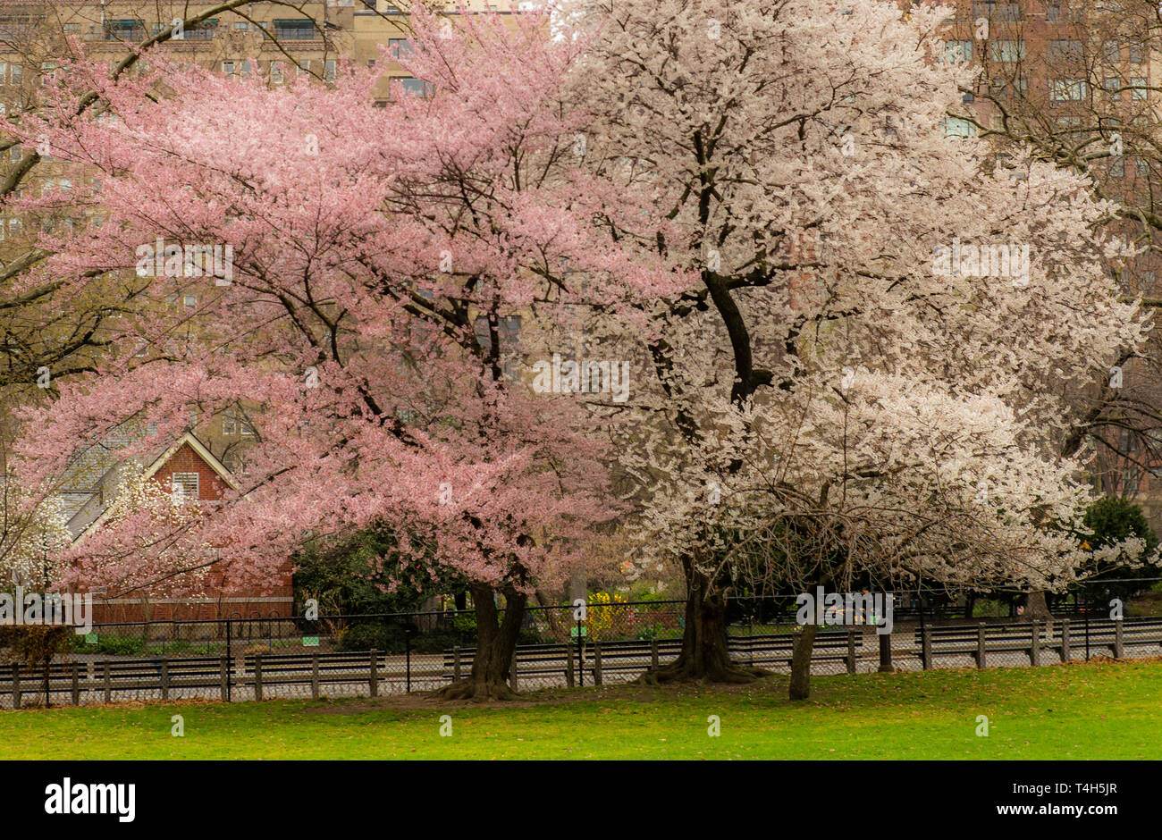 Colorful trees in Central Park in New York in the Spring Stock Photo ...