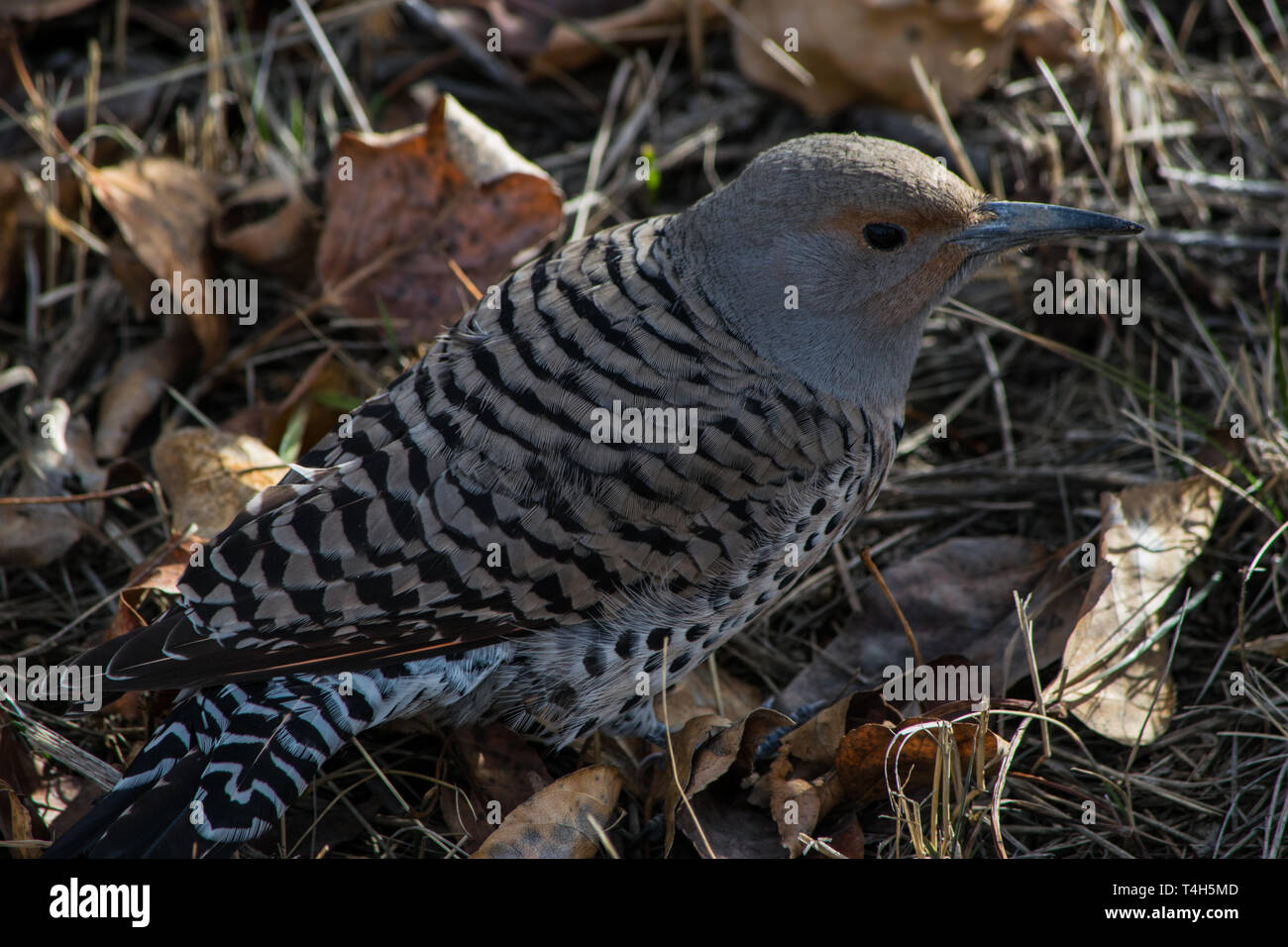Female Northern Flicker Stock Photo - Alamy