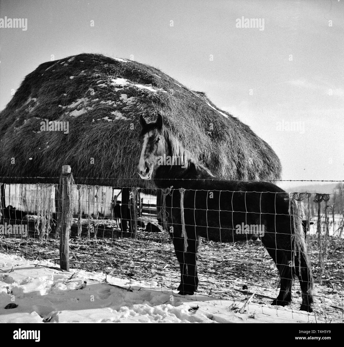 Vintage American life photography Stock Photo - Alamy