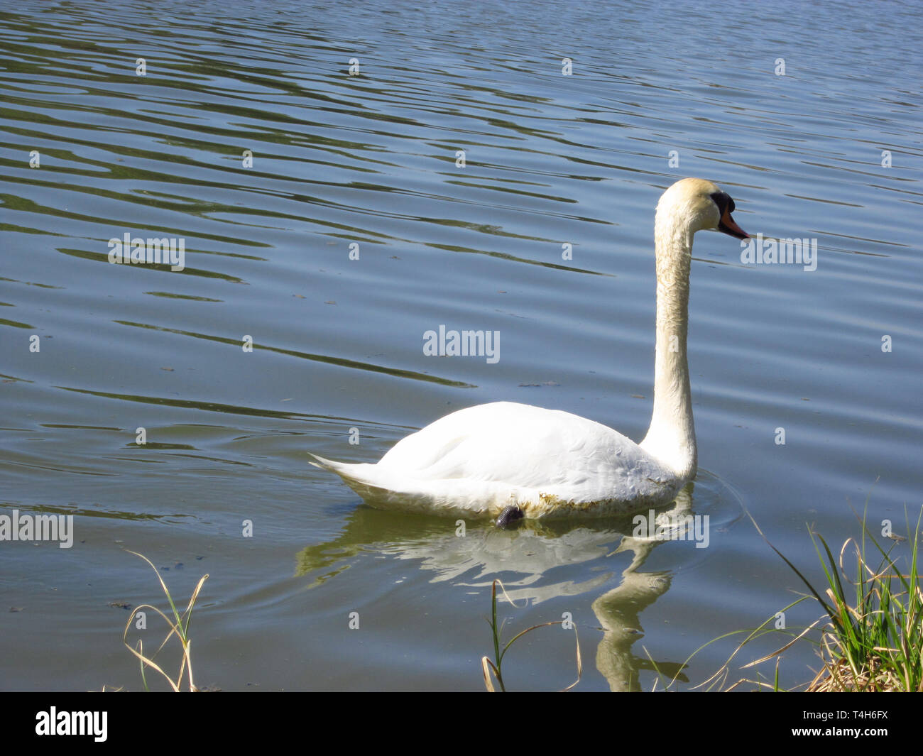 One swan in a pond at spring at sunny day Stock Photo - Alamy