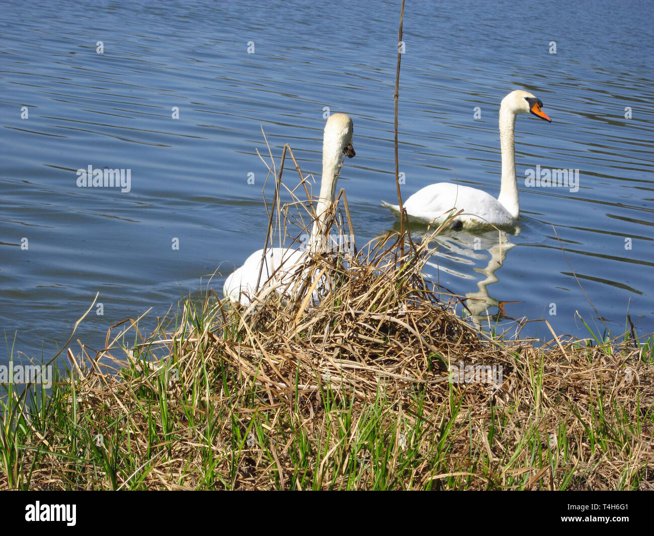 Summer green with pond and swans hi-res stock photography and images ...
