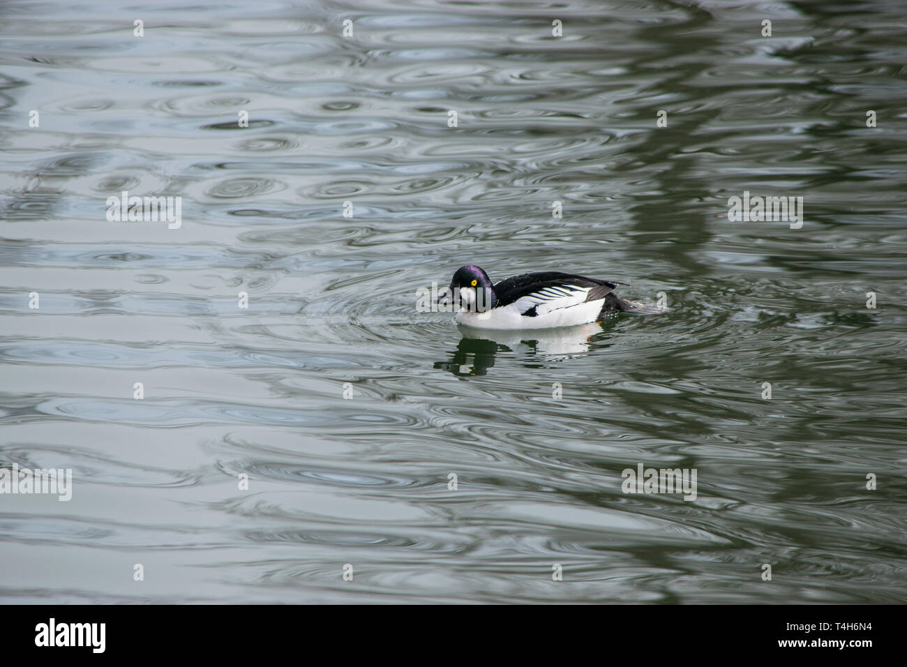 Crazy duck hi-res stock photography and images - Alamy