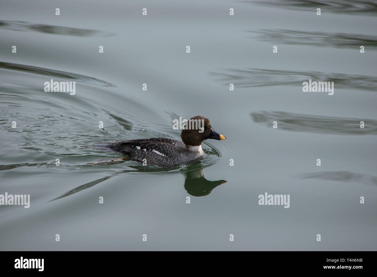 Goldeneye duck hi-res stock photography and images - Alamy