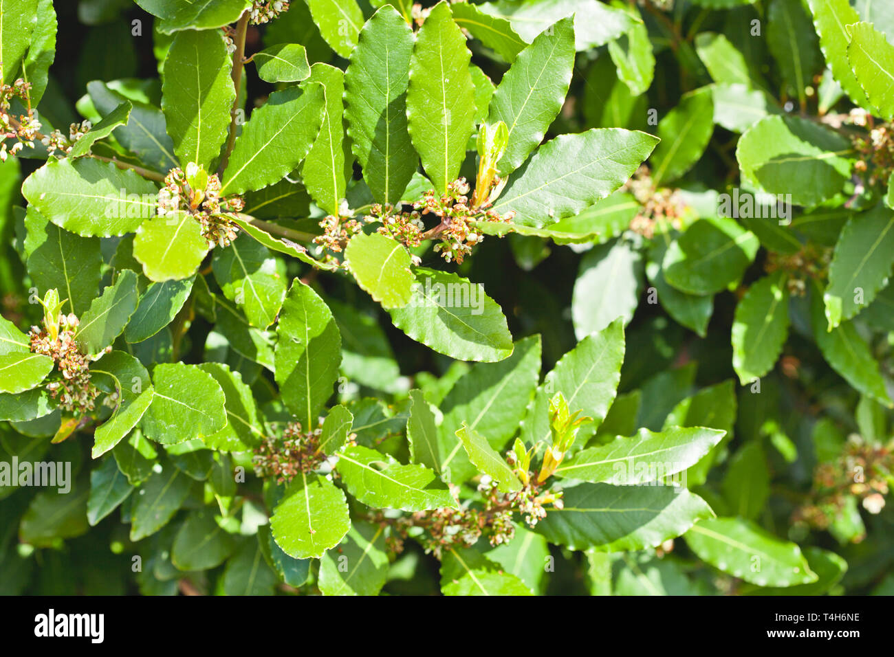 Leaves of laurel tree background. Laurel leaf in the wild nature of ...