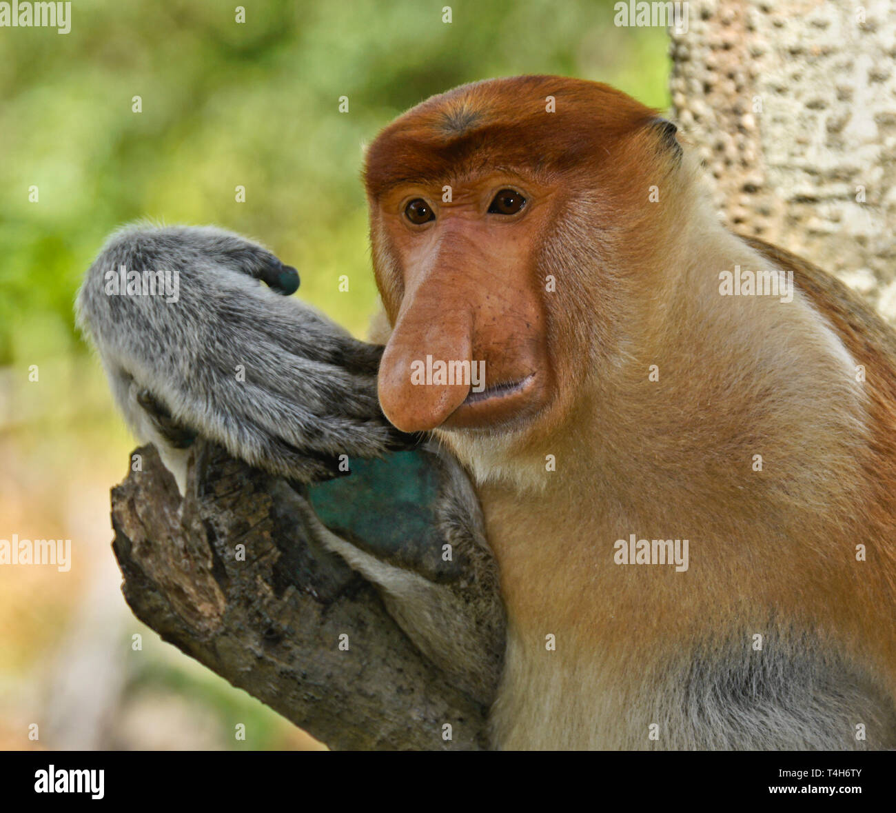 Portrait of male proboscis (long-nosed) monkey, Sabah (Borneo ...