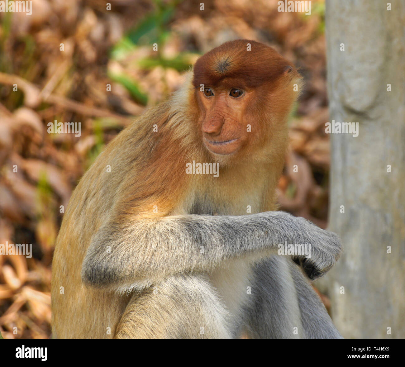 Portrait of young male proboscis (long-nosed) monkey, Sabah (Borneo ...