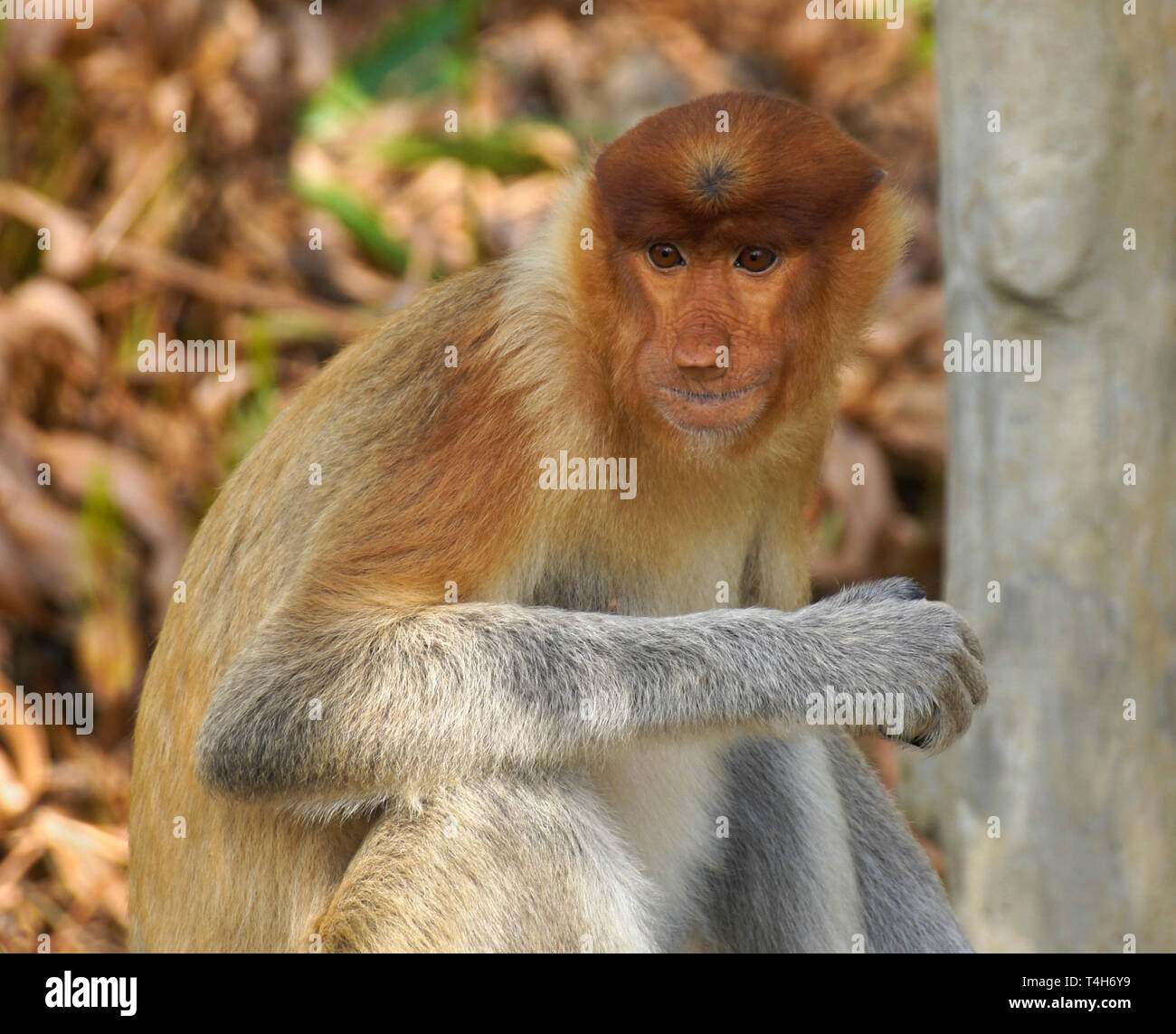 Malaysia malaysian asia asian wildlife nature wild mammal primate male ...