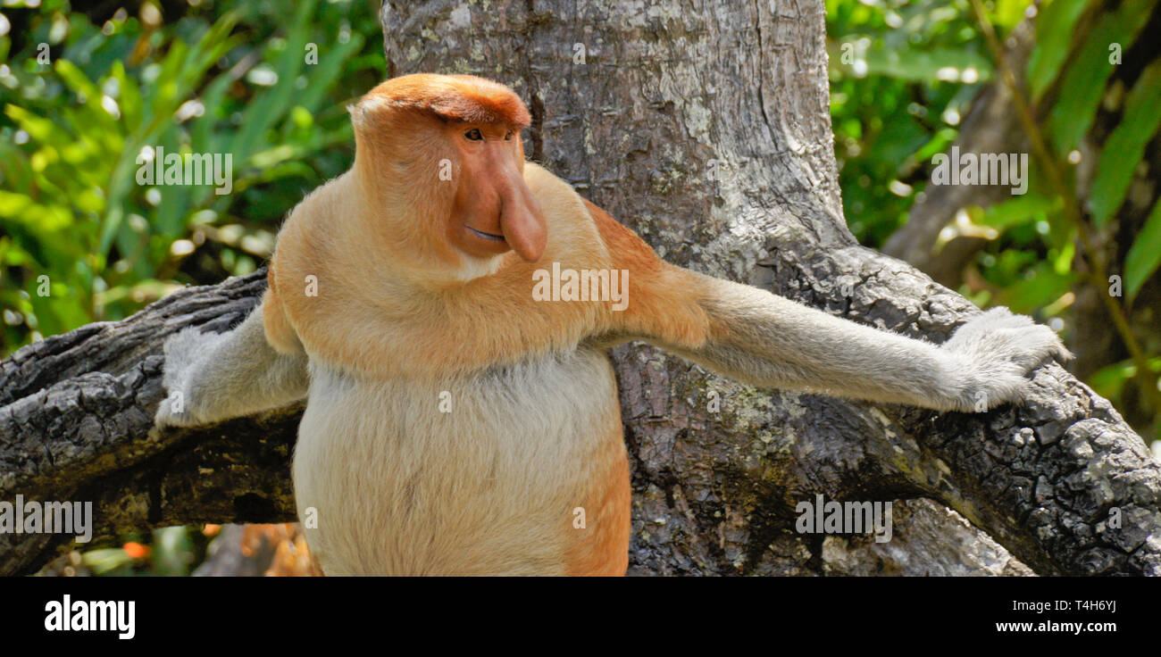 Portrait of male proboscis (long-nosed) monkey, Sabah (Borneo ...