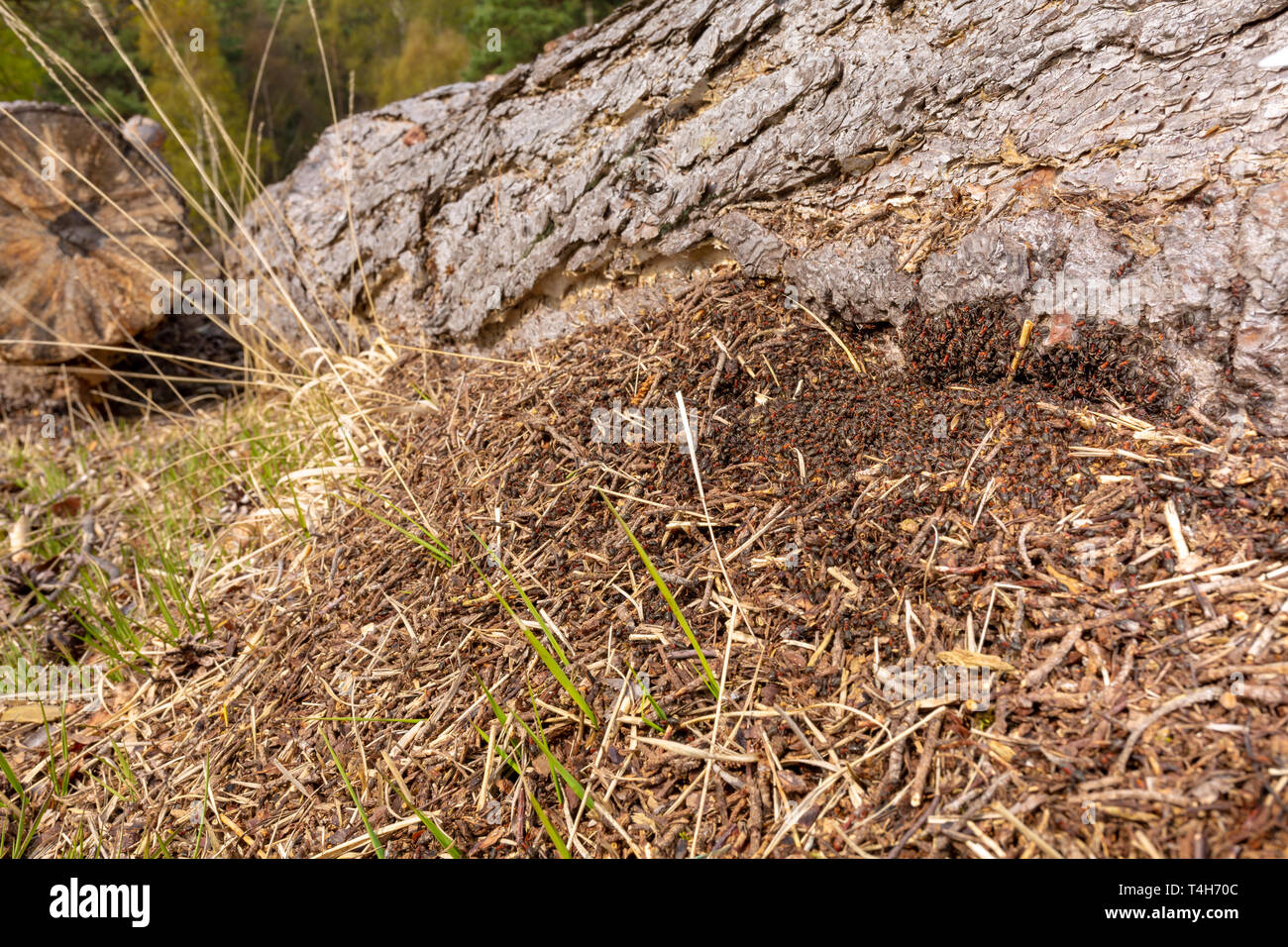 Insects under log hi-res stock photography and images - Alamy