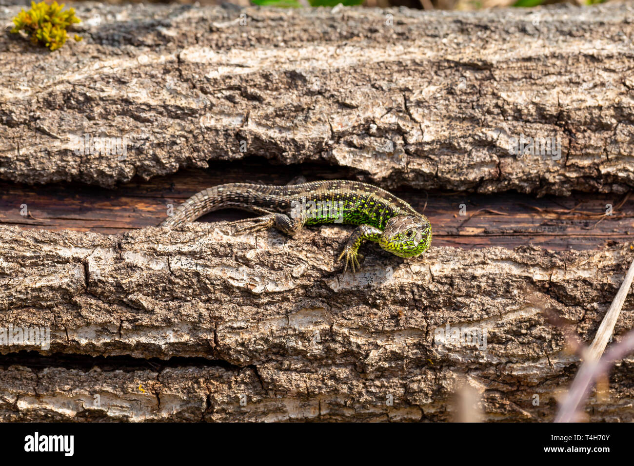 Fluorescent green display hi-res stock photography and images - Alamy