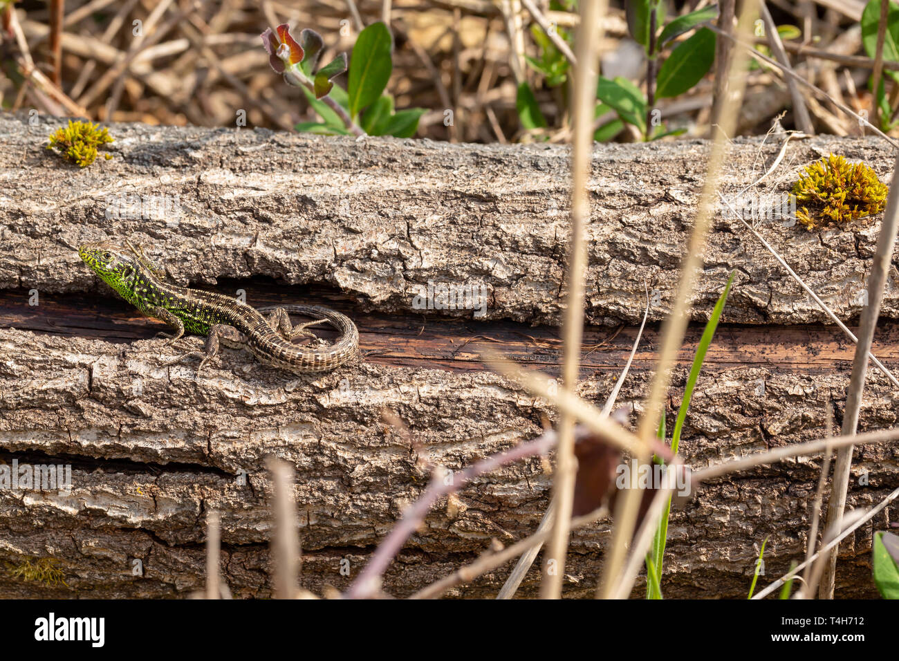 Fluorescent colours hi-res stock photography and images - Alamy