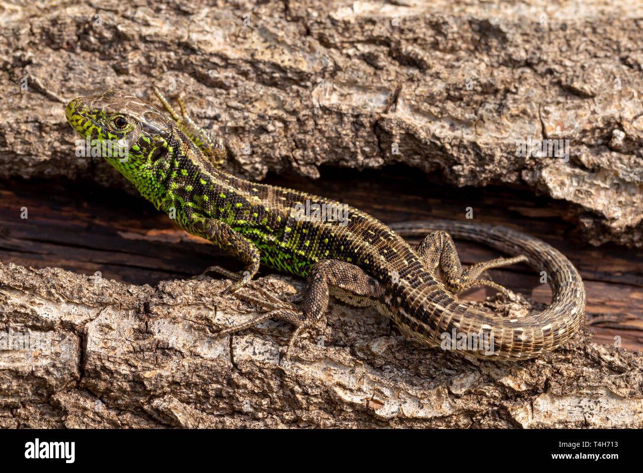 Fluorescent colours hi-res stock photography and images - Alamy