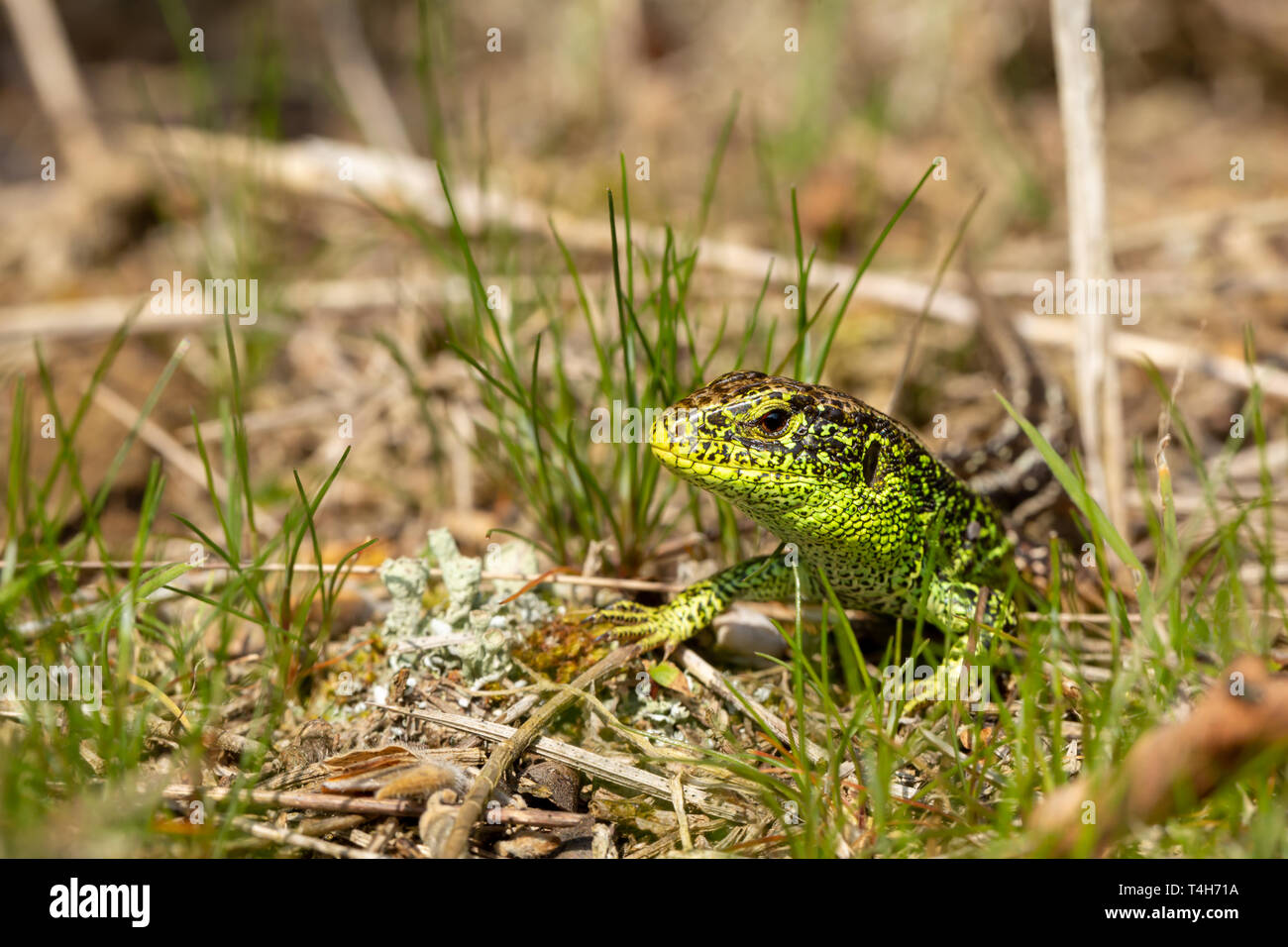Side portrait green lizard hi-res stock photography and images - Alamy