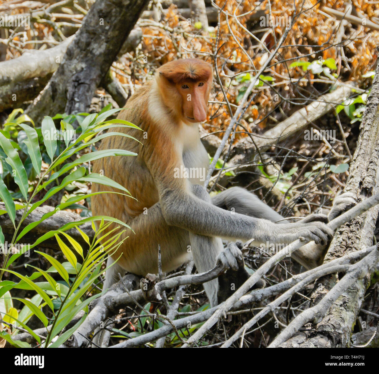 Proboscis monkey on tree hi-res stock photography and images - Alamy
