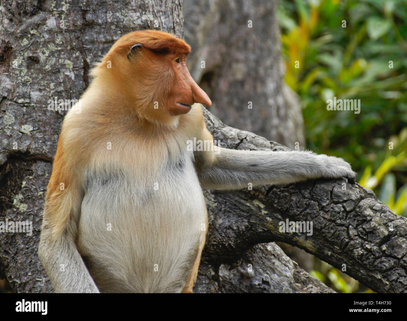 Portrait of male proboscis (long-nosed) monkey, Sabah (Borneo ...