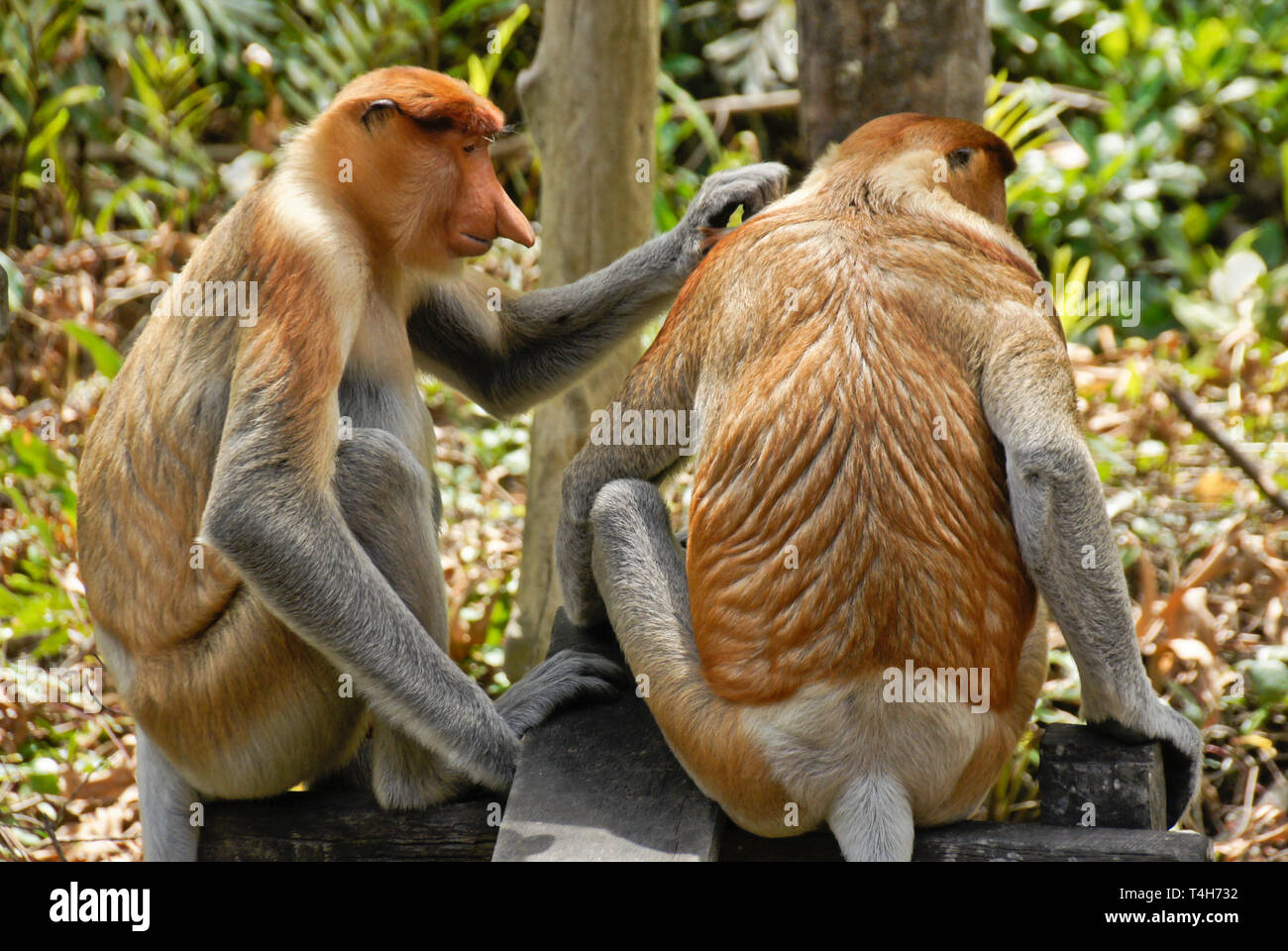 Male proboscis (long-nosed) monkeys grooming, Sabah (Borneo), Malaysia ...