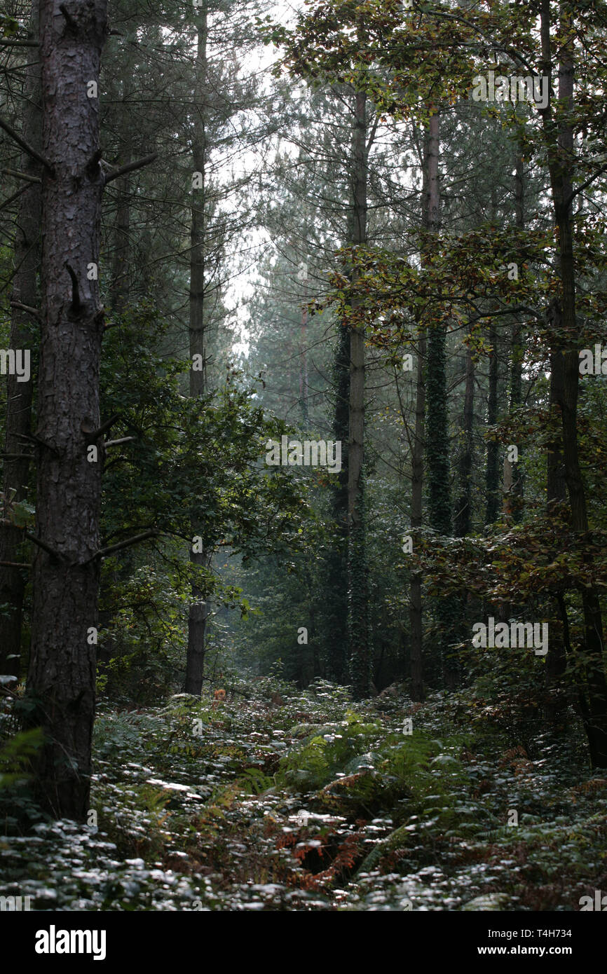 Forest of Bere, Hampshire, England, UK Stock Photo - Alamy
