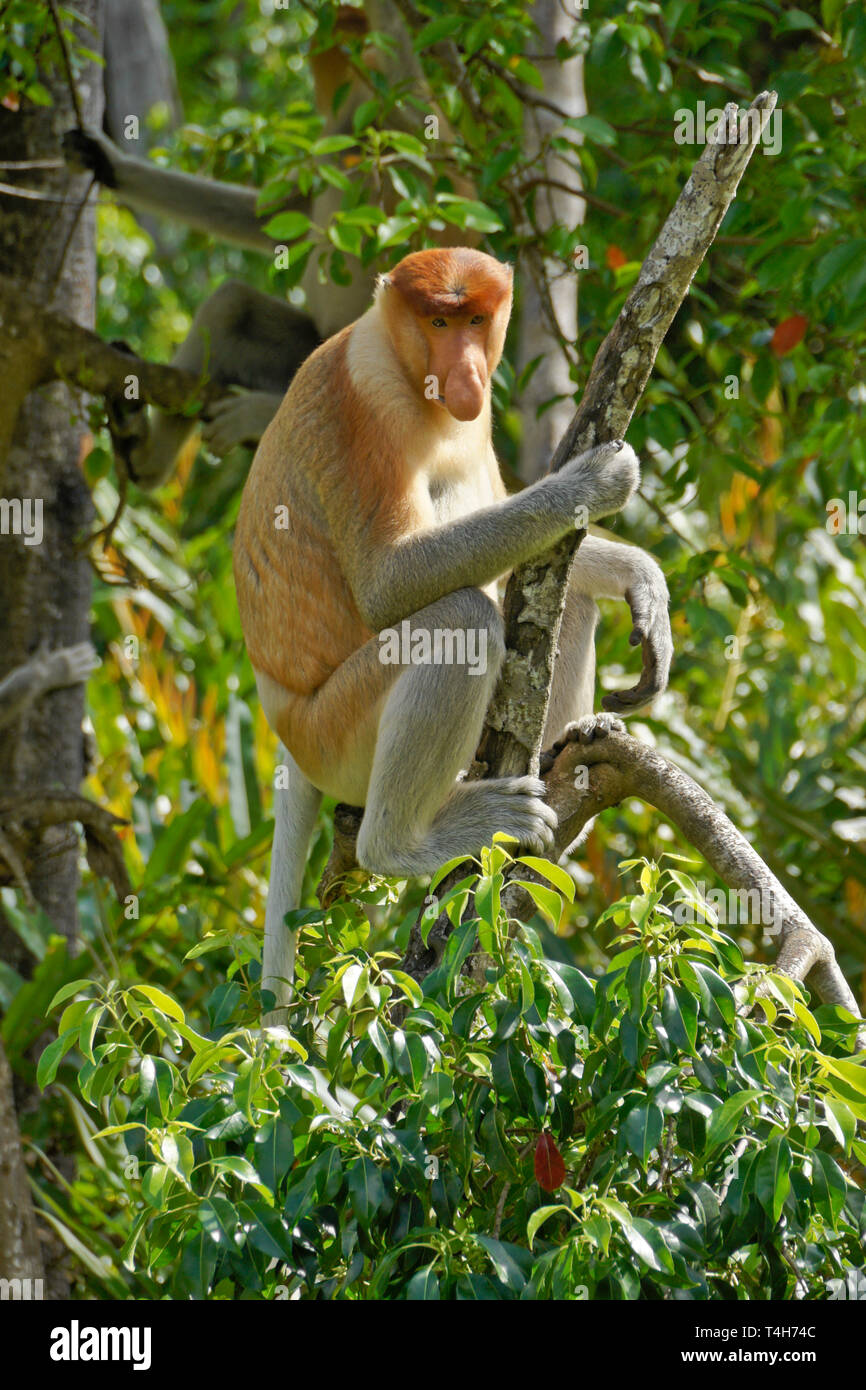 Male proboscis (long-nosed) monkey sitting in tree, Sabah (Borneo ...