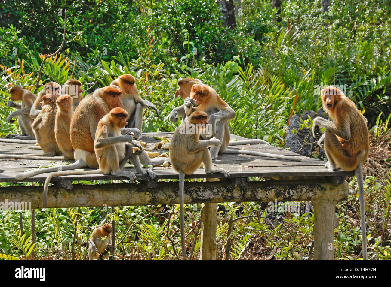 Group of proboscis (long-nosed) monkeys eating on feeding platform ...