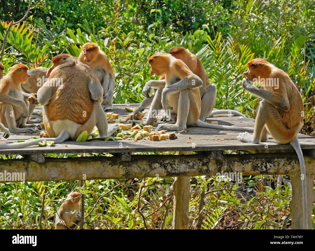 Group of proboscis (long-nosed) monkeys eating on feeding platform ...