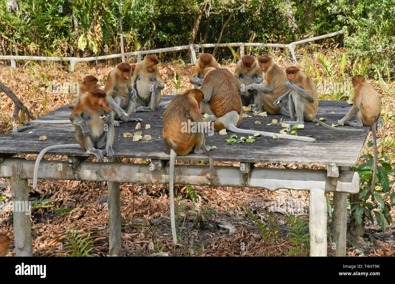 Group of proboscis (long-nosed) monkeys eating on feeding platform ...