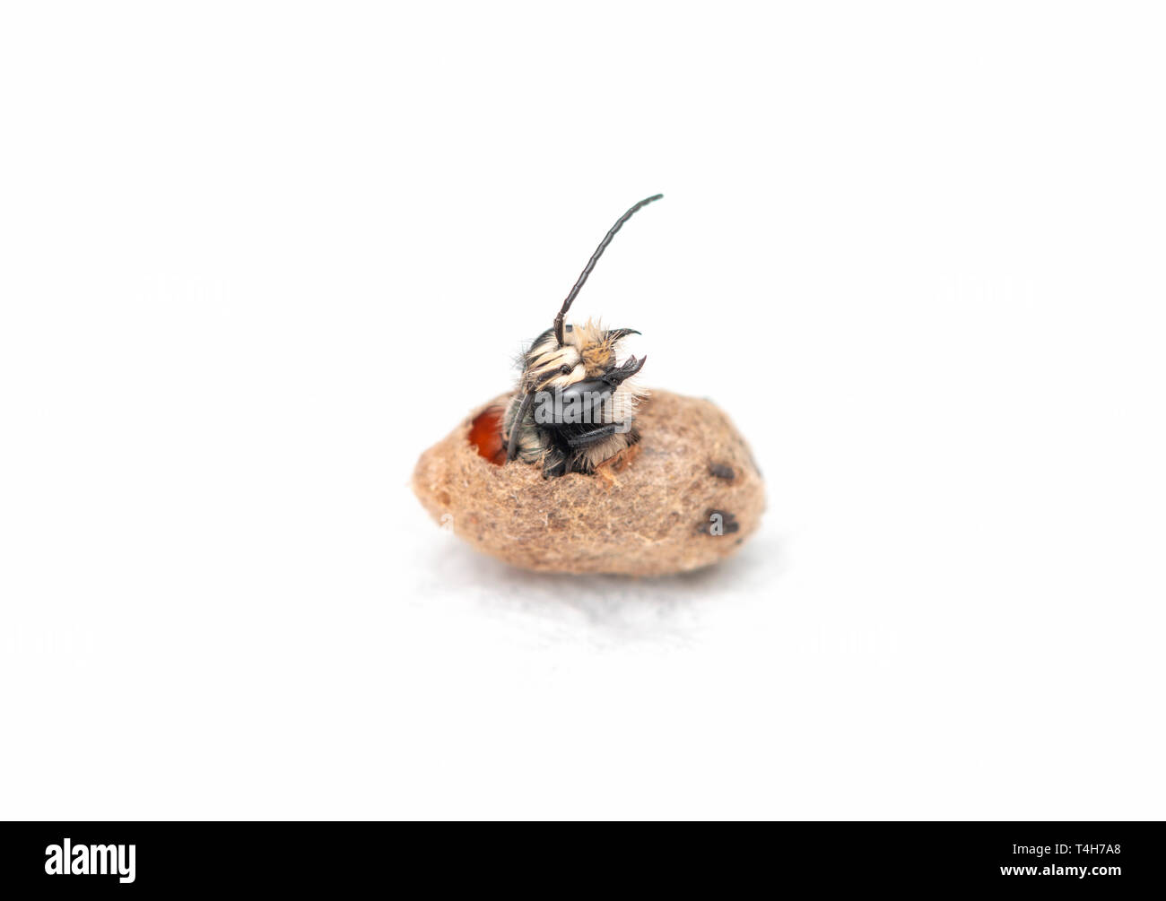 Mason bees hi-res stock photography and images - Alamy