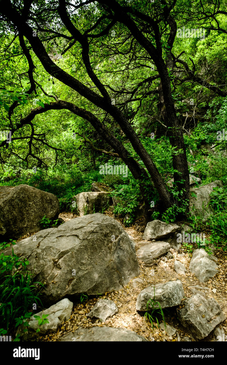 Barton creek greenbelt hi-res stock photography and images - Alamy