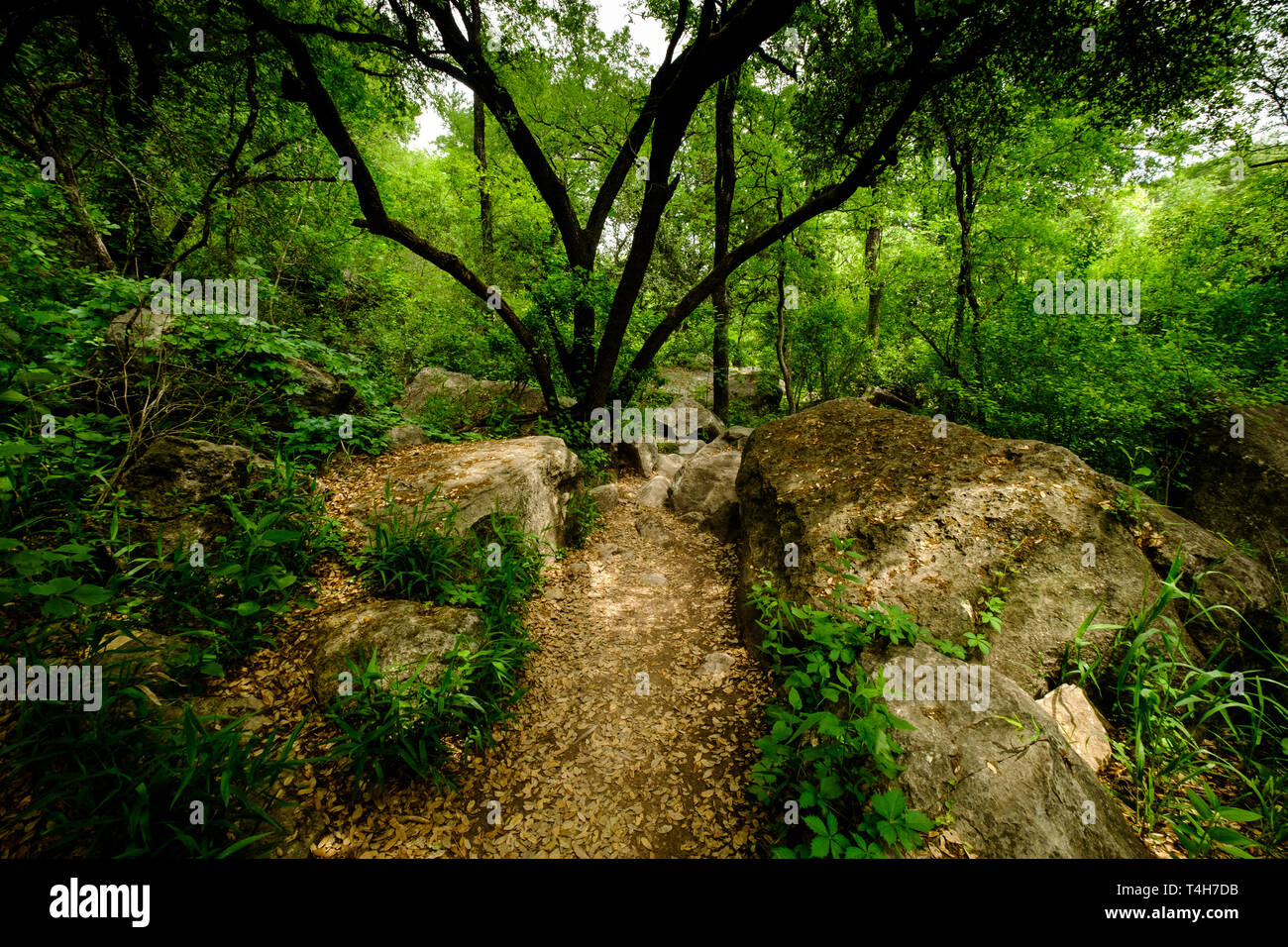 Barton creek greenbelt hi-res stock photography and images - Alamy