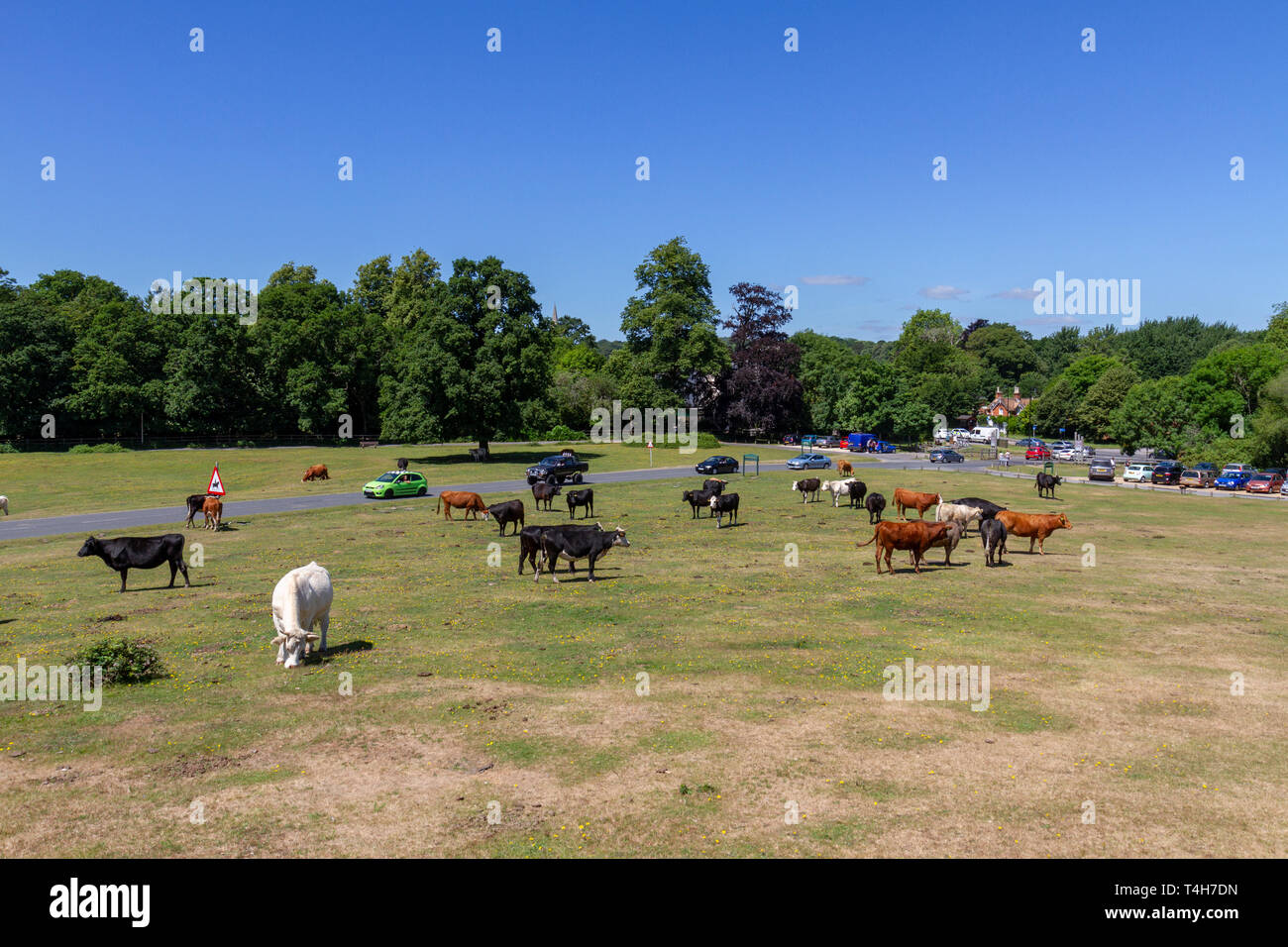 New forest cows hi-res stock photography and images - Alamy