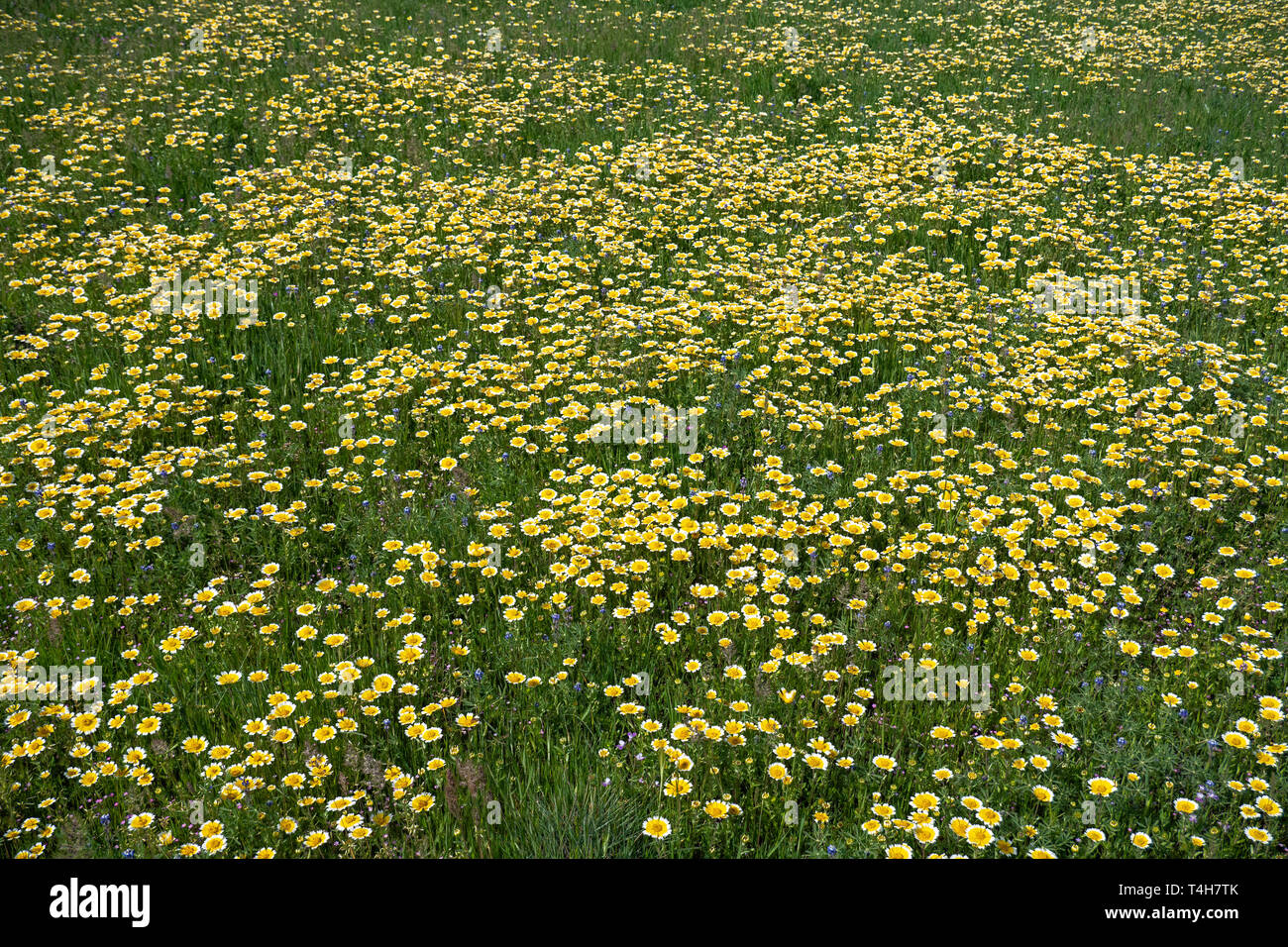 Yellow Tidy Tips, Bear Creek Road, Colusa County, California Stock ...