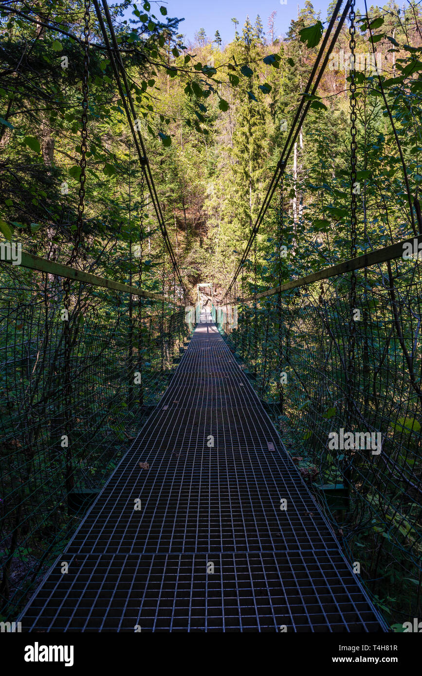 foot bridge over forest river in summer in green foliage Stock Photo ...